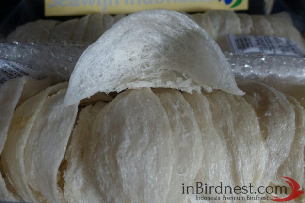 Jenis Sarang Walet di Indonesia | Update Terlengkap