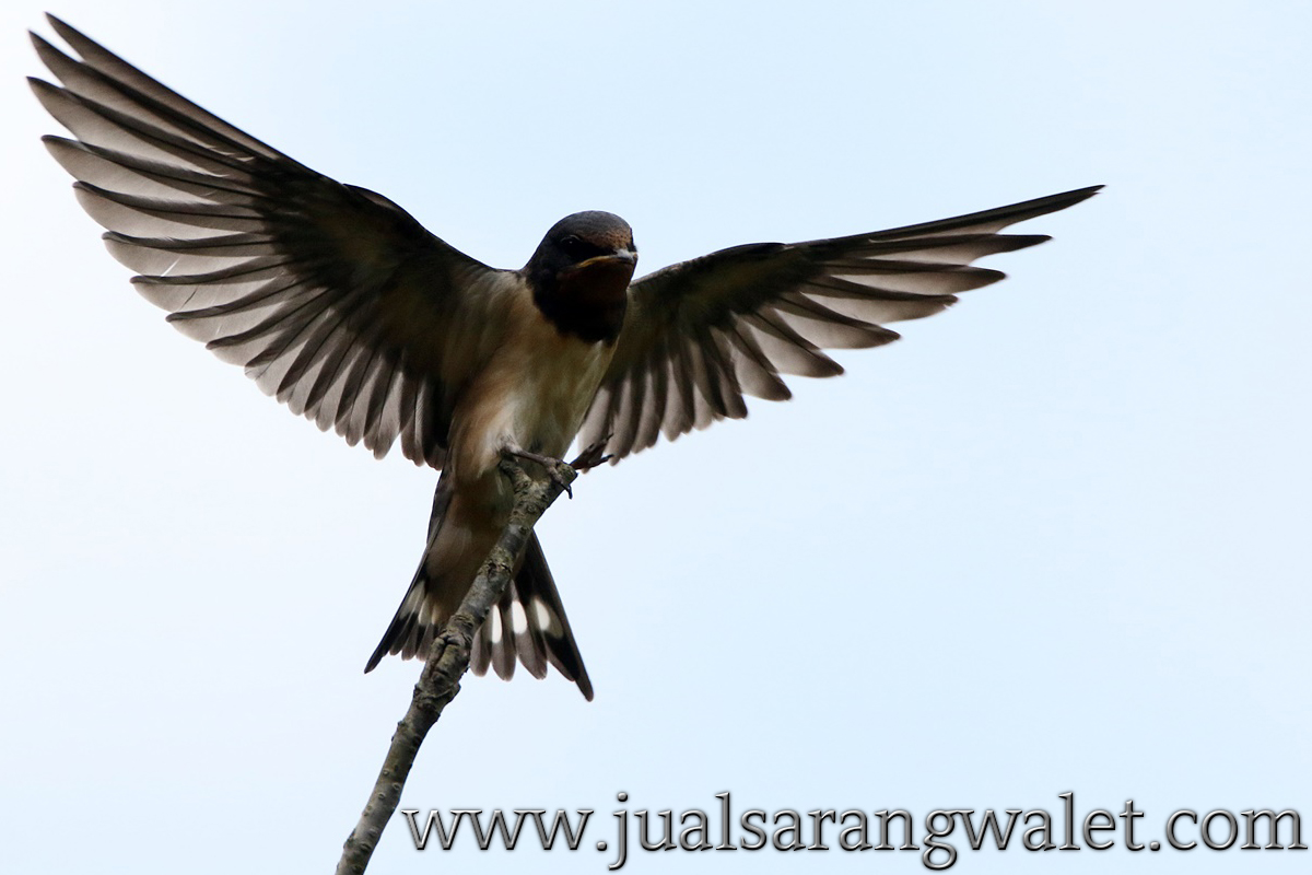 Suara Walet - Panggil , Inap , Kenali Rahasianya